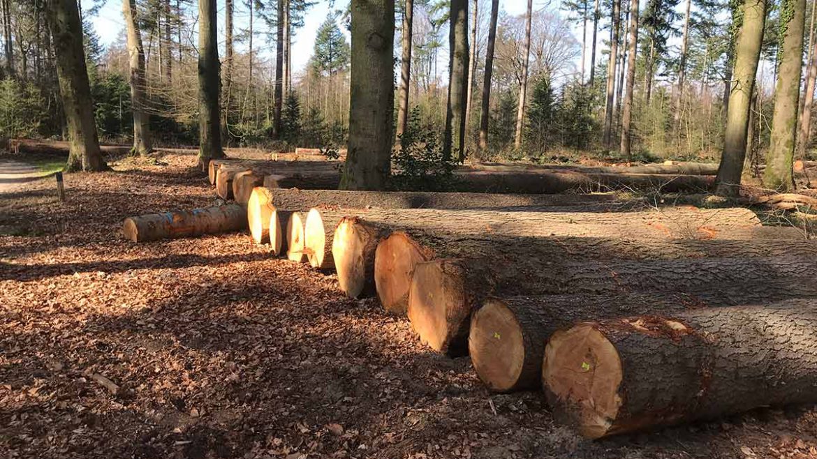 Home - Meldpunt Bomenkap